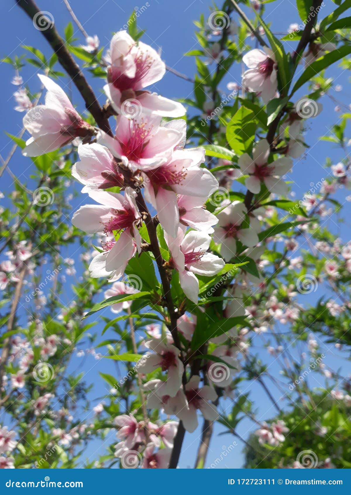 Natural flowers stock image. Image of falwar, nice, natural - 172723111