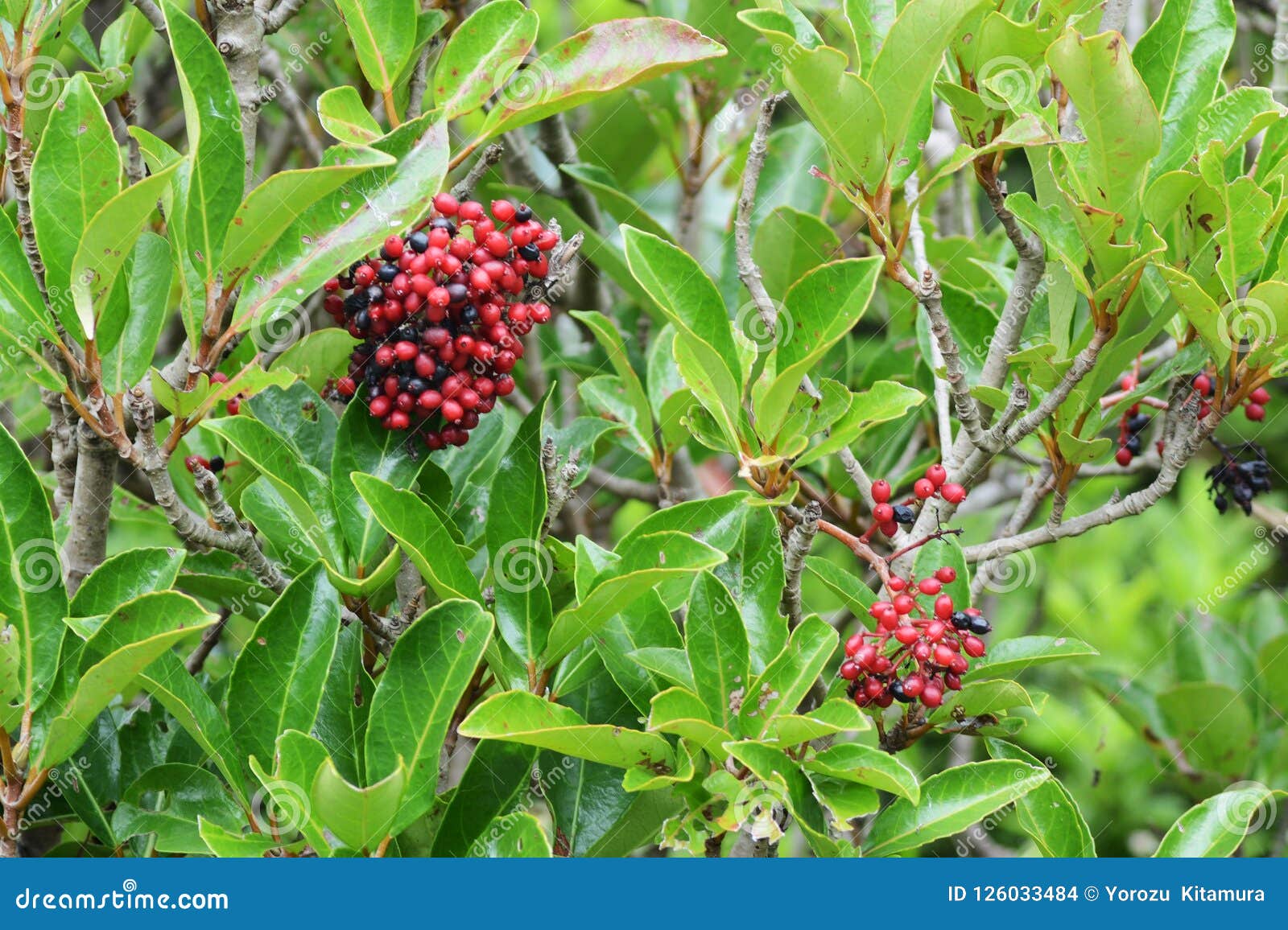 Sweet viburnum stock photo. Image of fruits, trees, outdoors - 126033484