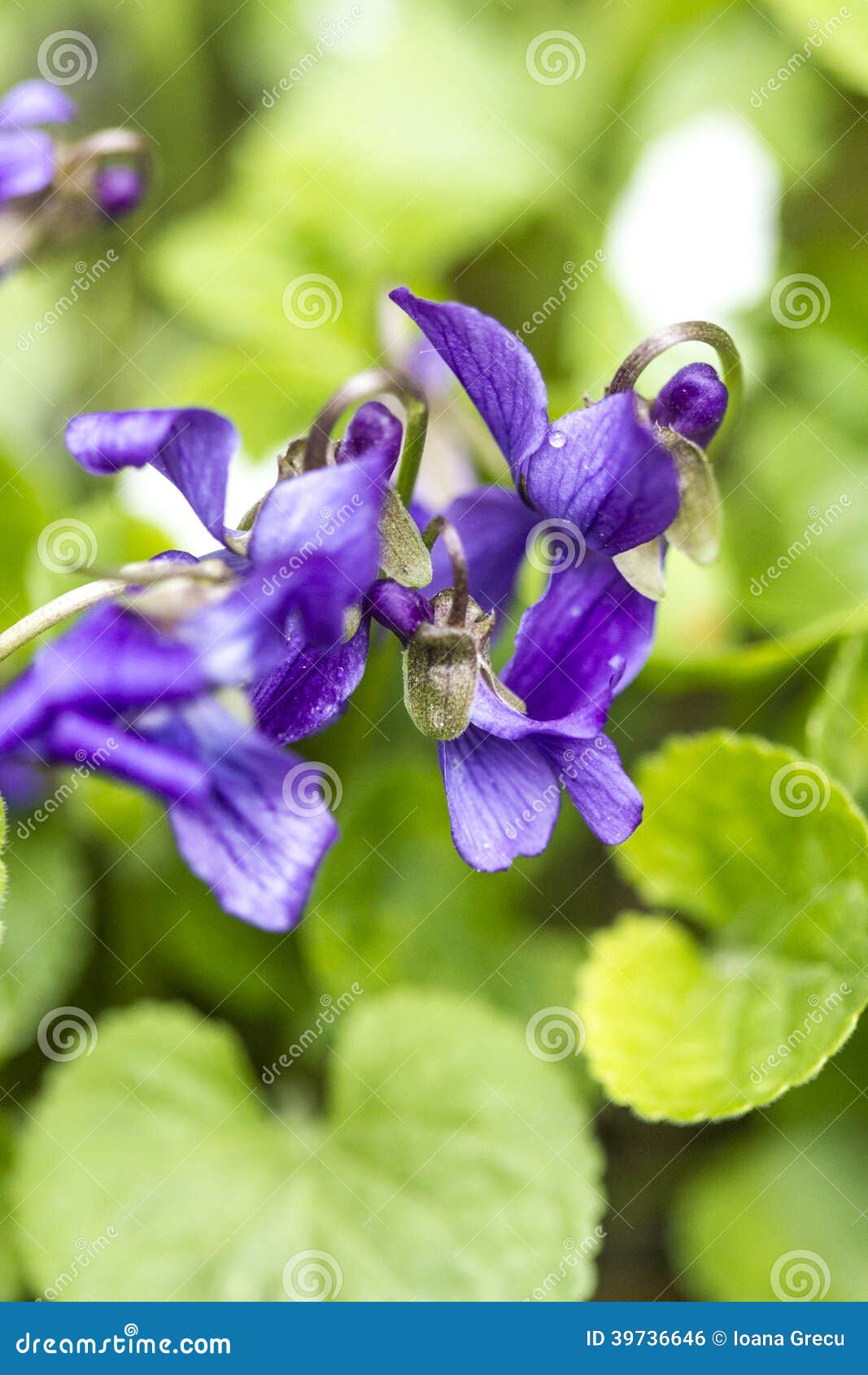 Sweet violet flowers stock photo. Image of nature, plant - 39736646