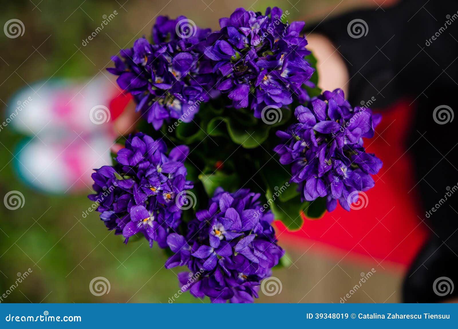 Sweet violets bouquet stock image. Image of shallow, blue - 39348019