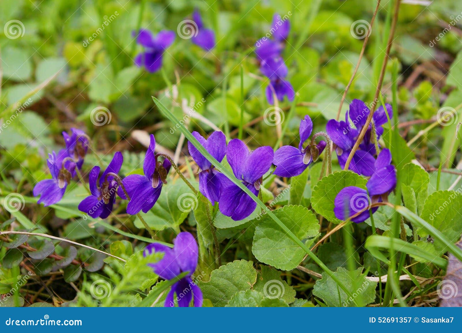 Sweet Violets stock image. Image of nature, flora, seasonal - 52691357