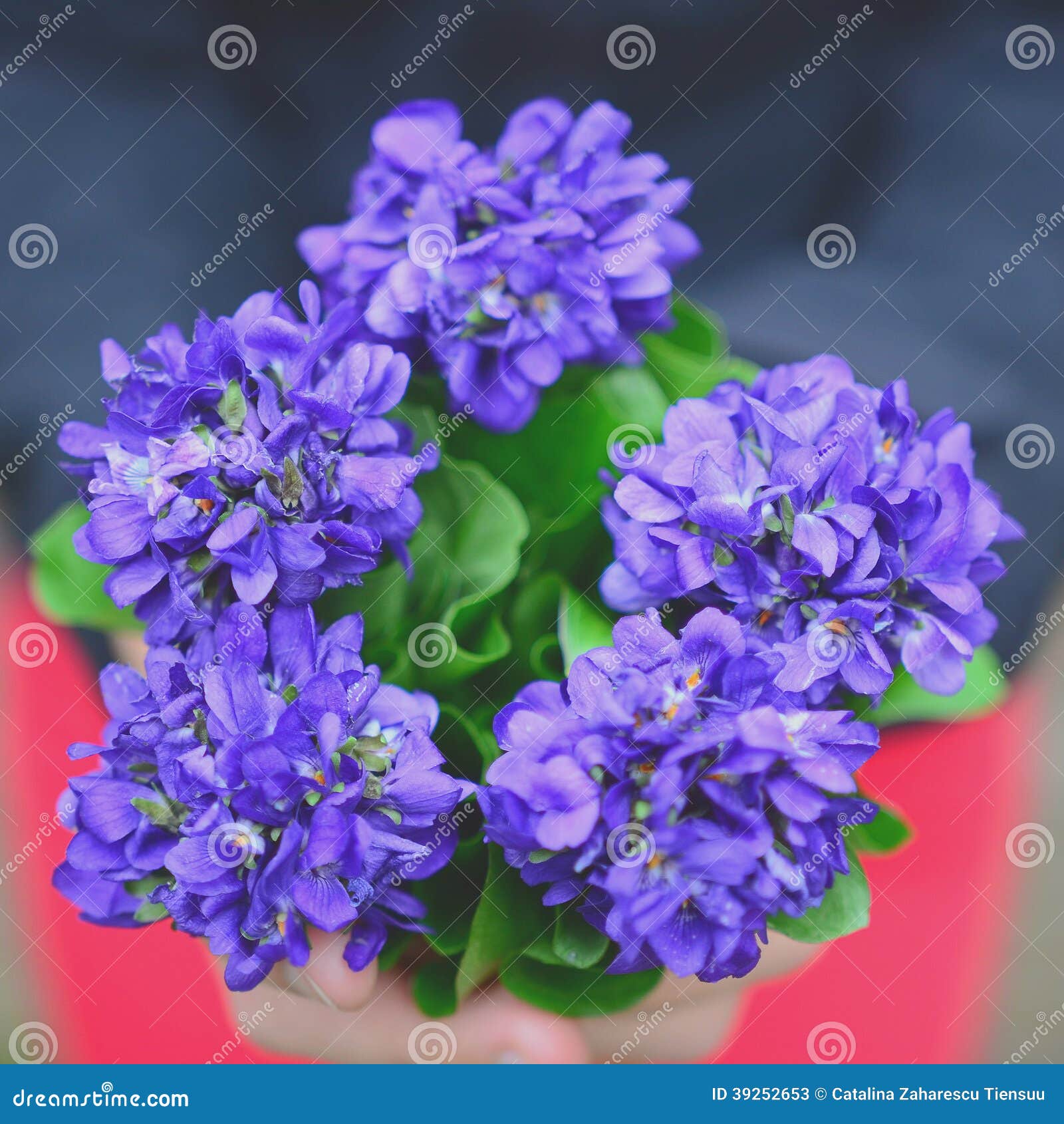 Sweet violets stock image. Image of viola, spring, fading - 39252653