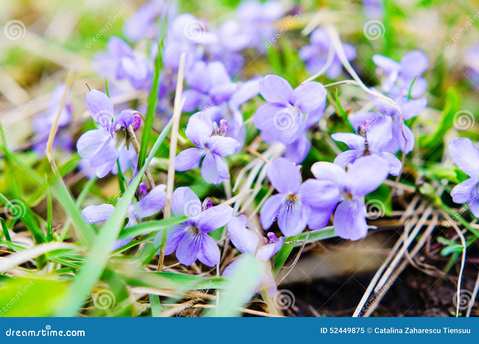 Sweet violets stock image. Image of spring, bouquet, woman - 52449875