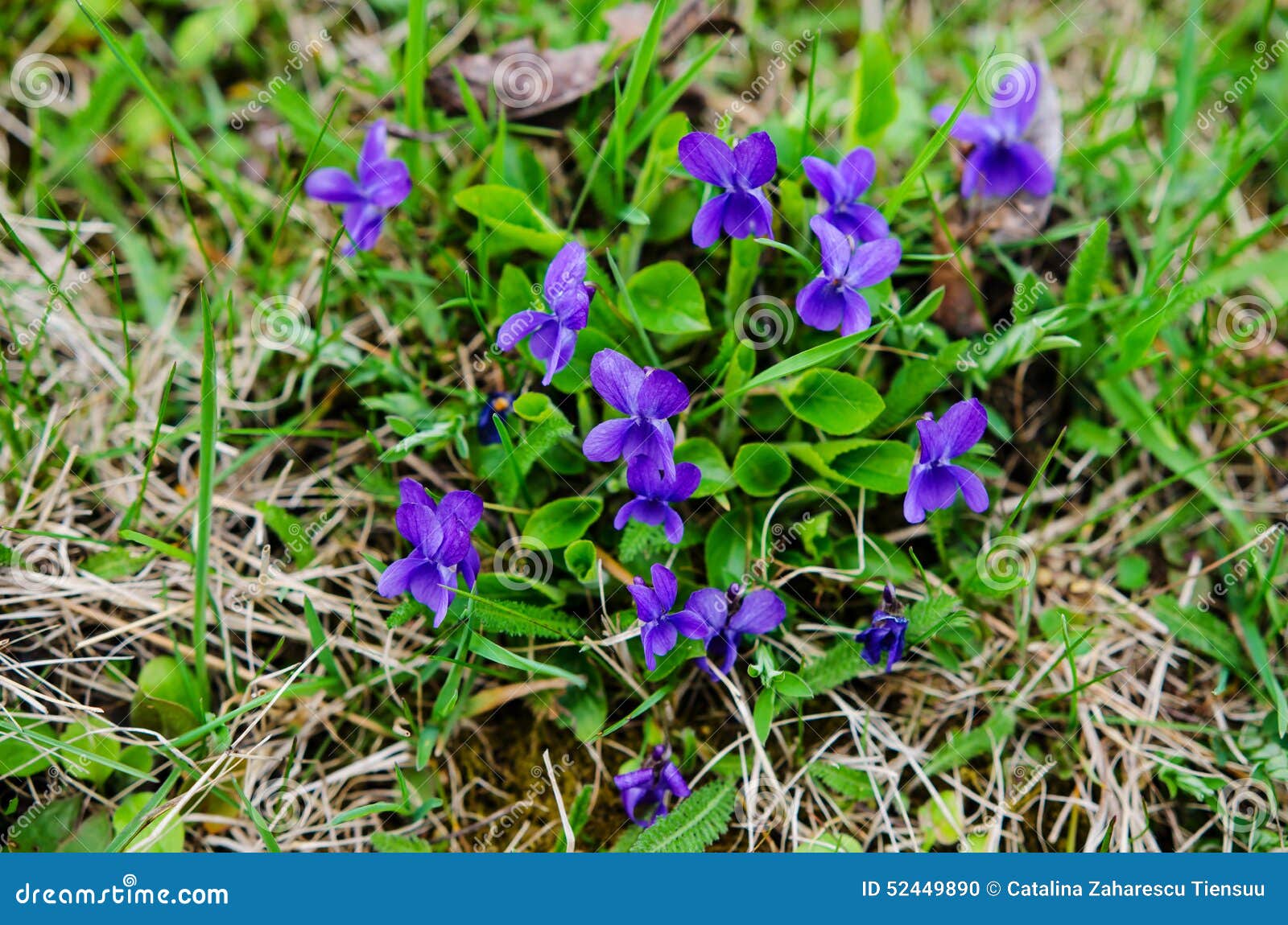 Sweet violets stock photo. Image of purple, spring, violets - 52449890