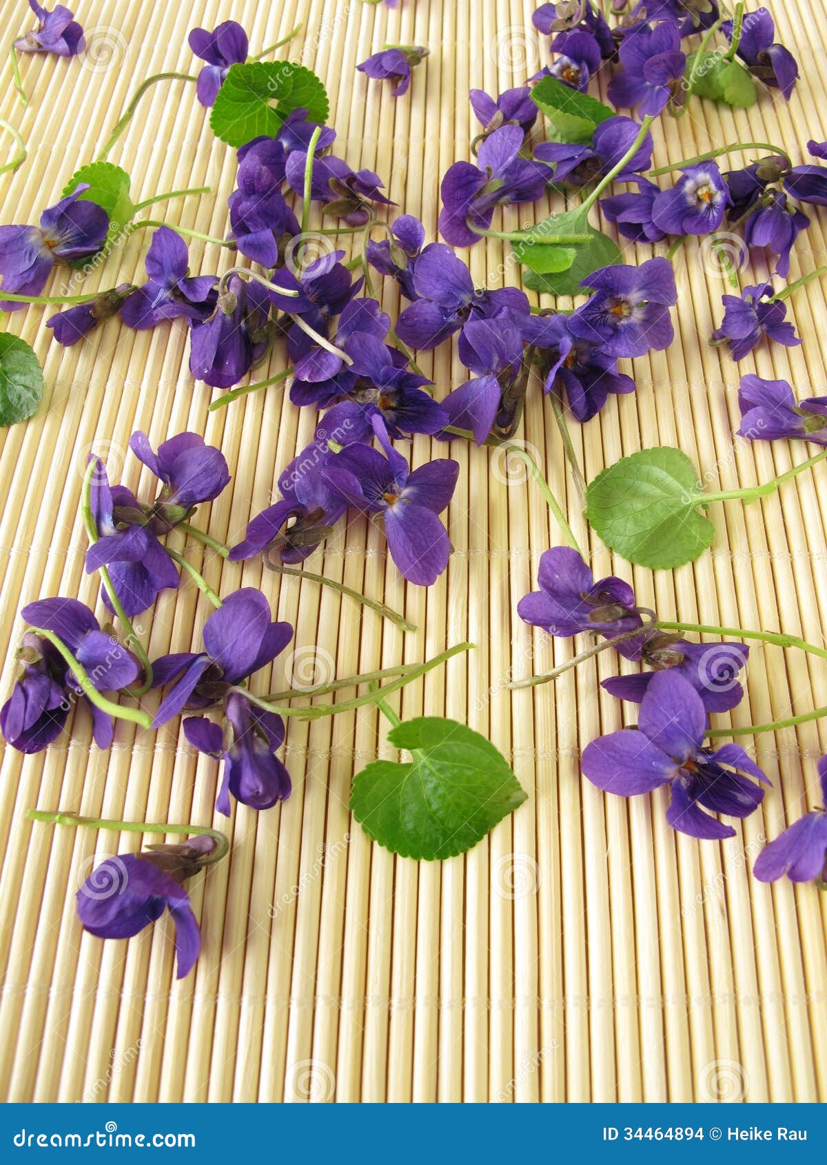 Sweet violets stock photo. Image of wild, scented, plant - 34464894