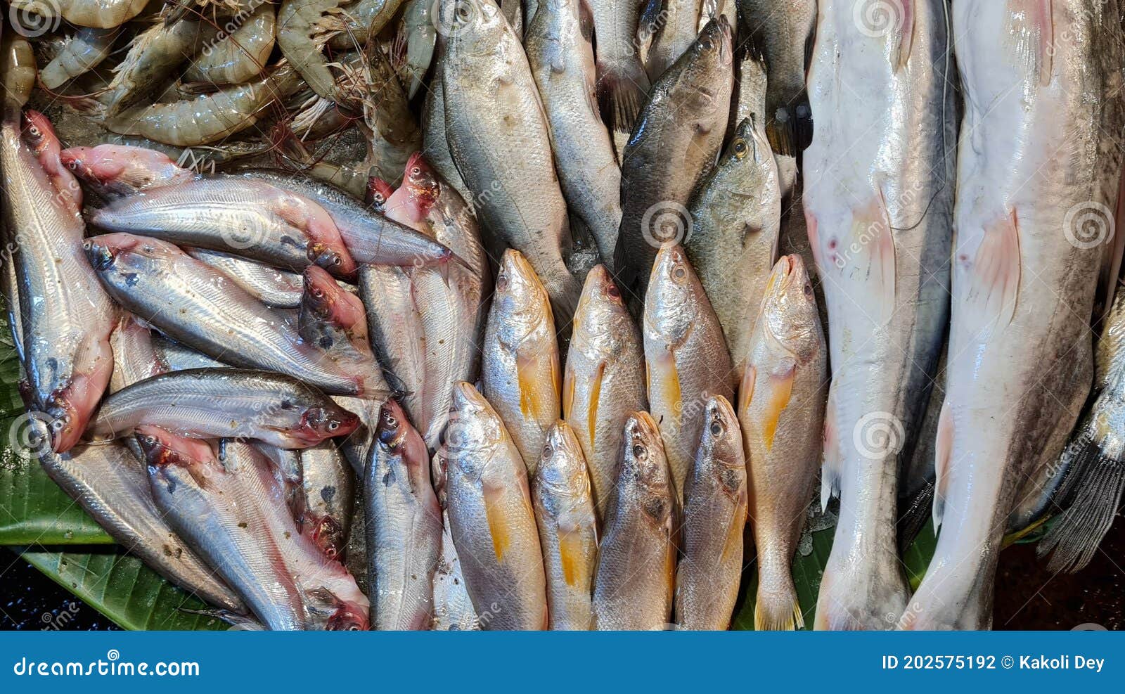 Sweet Water Fresh Fish in the Market Stock Photo - Image of aquarium ...