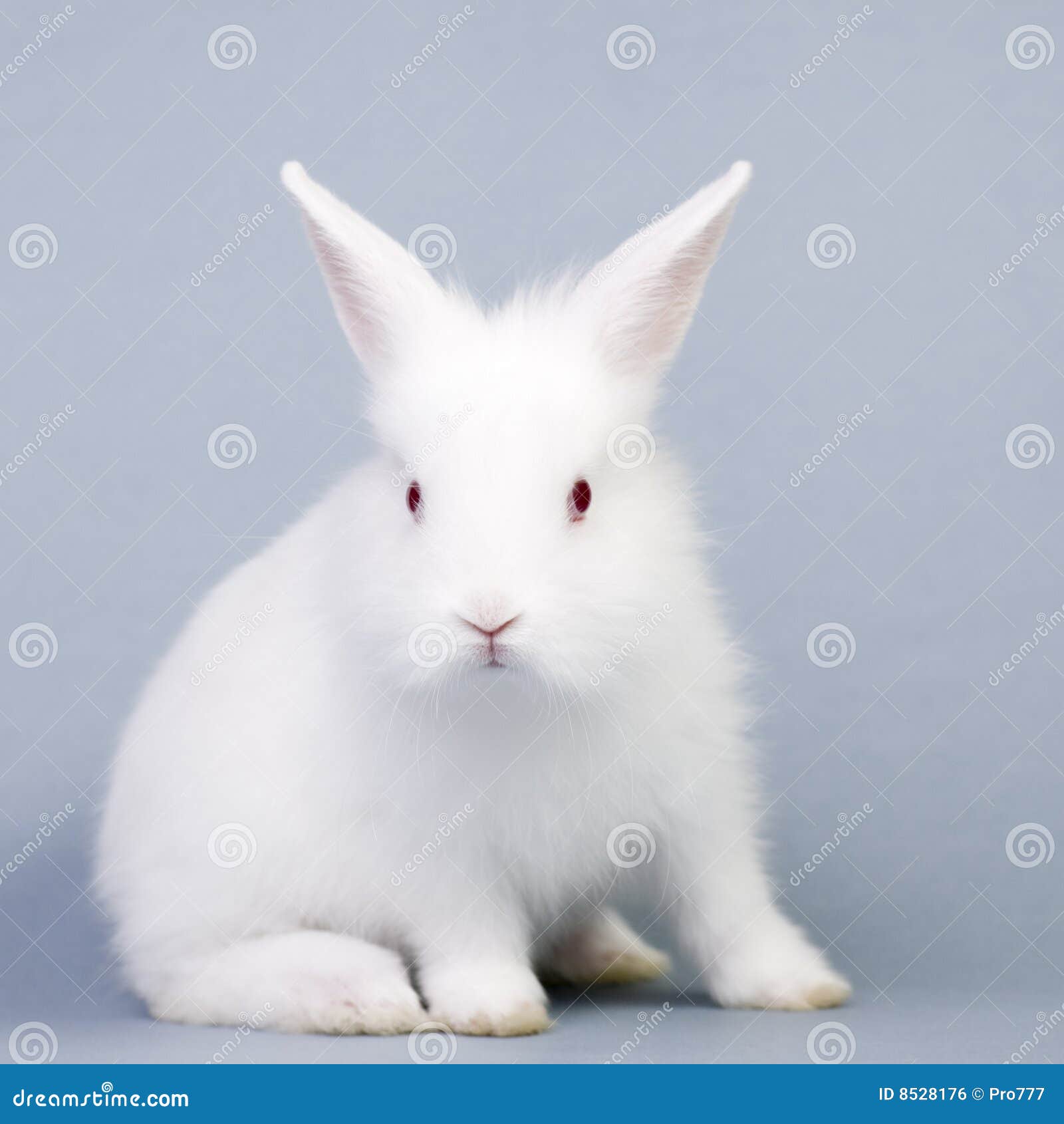 Sweet white baby rabbit stock photo. Image of albino, domestic - 8528176