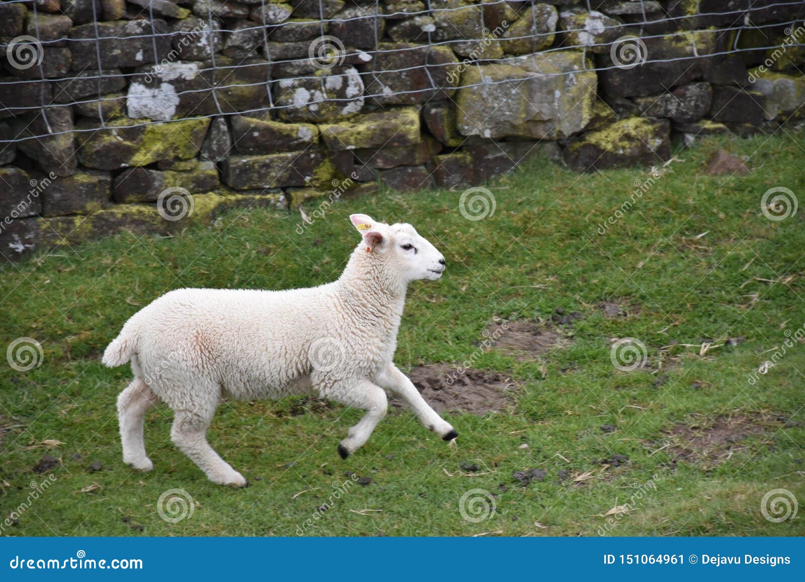 Sweet White Lamb Running in a Grassy Field Stock Image - Image of farm ...