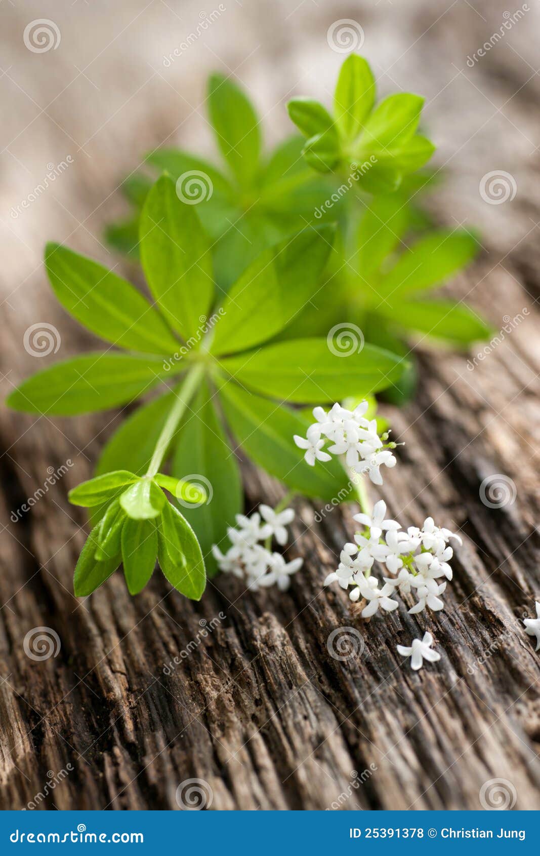 Sweet woodruff stock photo. Image of spring, woodruff - 25391378