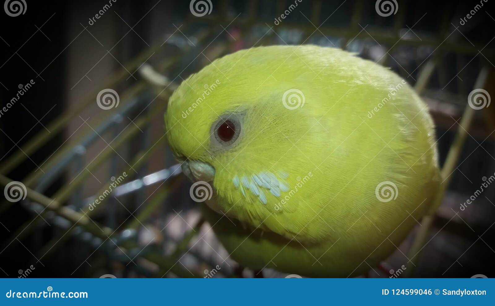 Sweet yellow budgie stock photo. Image of feathers, yellow - 124599046