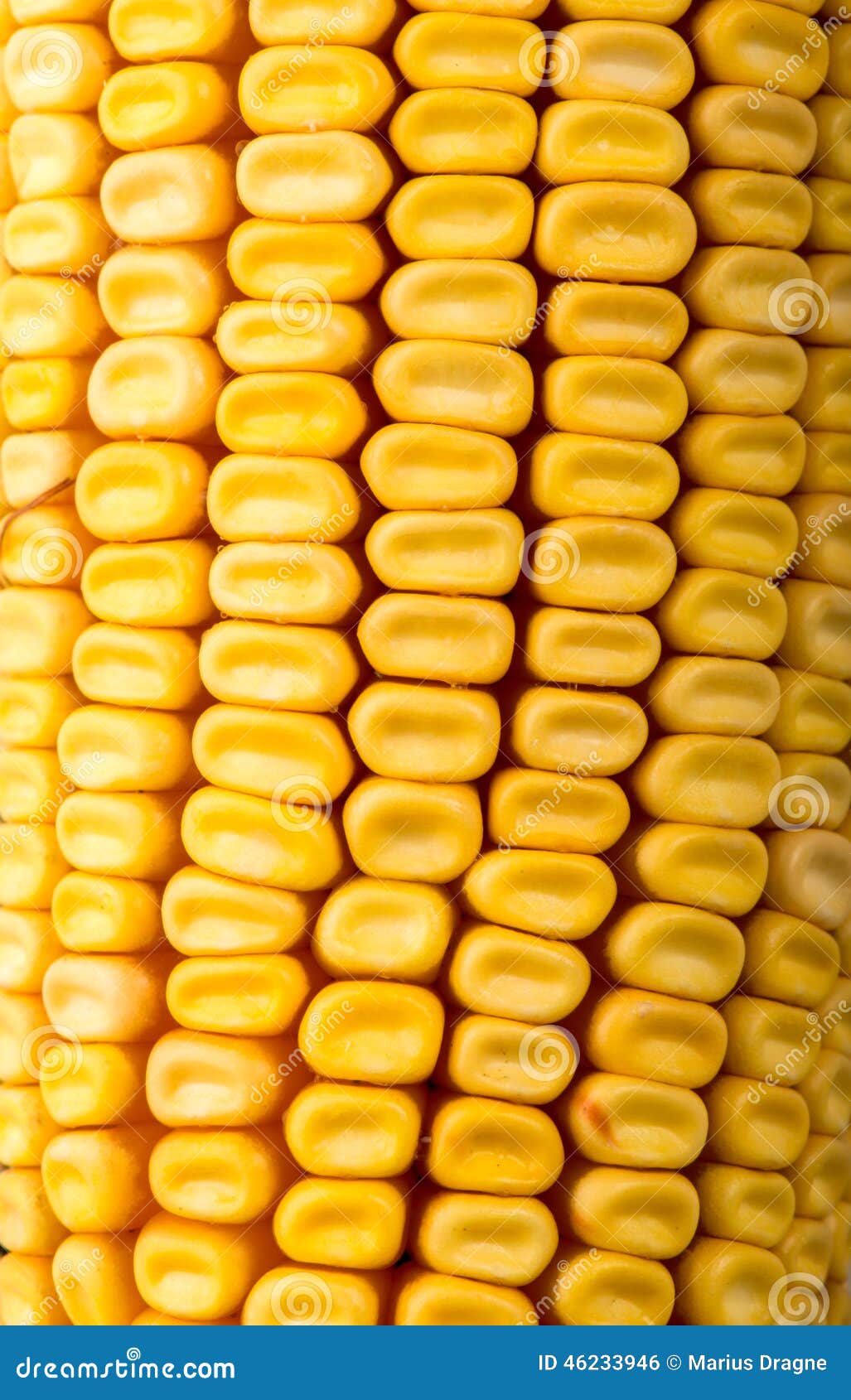 Sweet Yellow Corn Cobs Macro Stock Photo - Image of color, cobs: 46233946