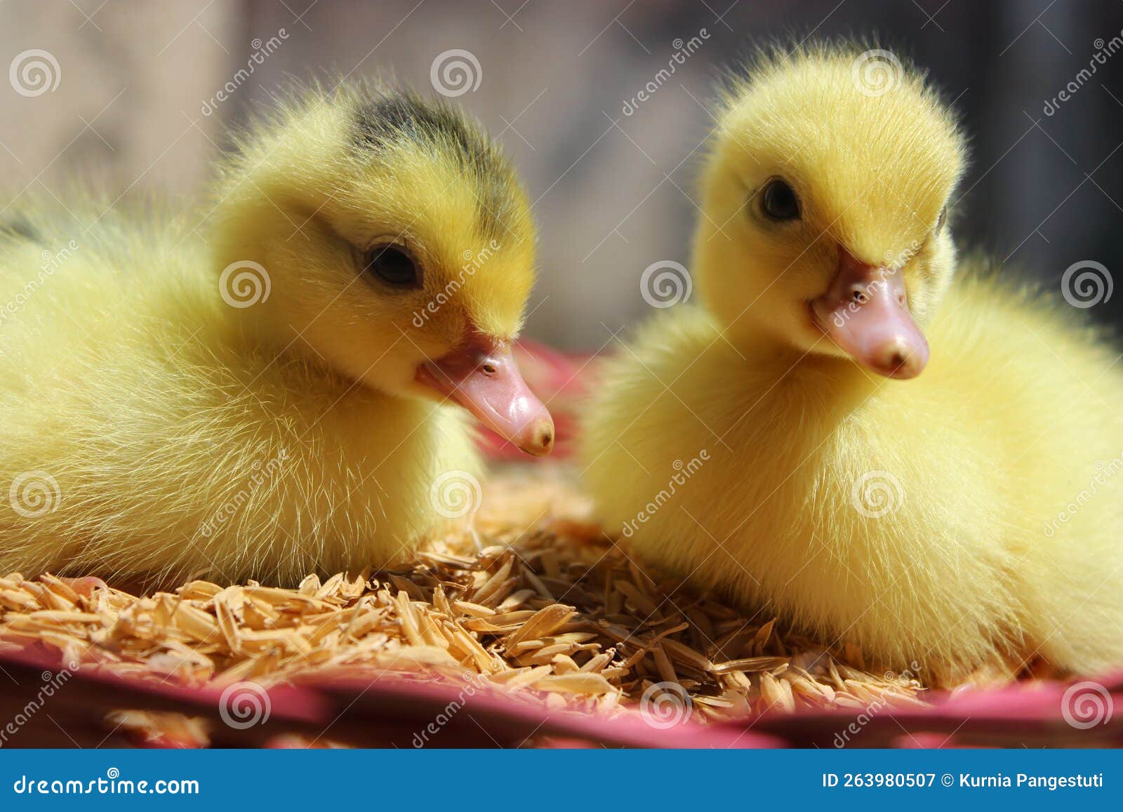 Sweet Yellow Duckling stock image. Image of wildlife - 263980507