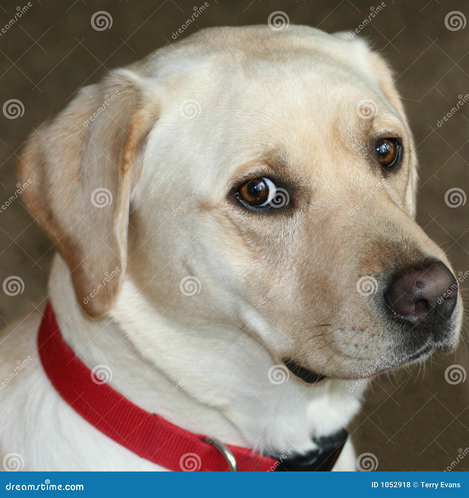 Sweet Yellow Lab stock photo. Image of nose, collar, showdog - 1052918