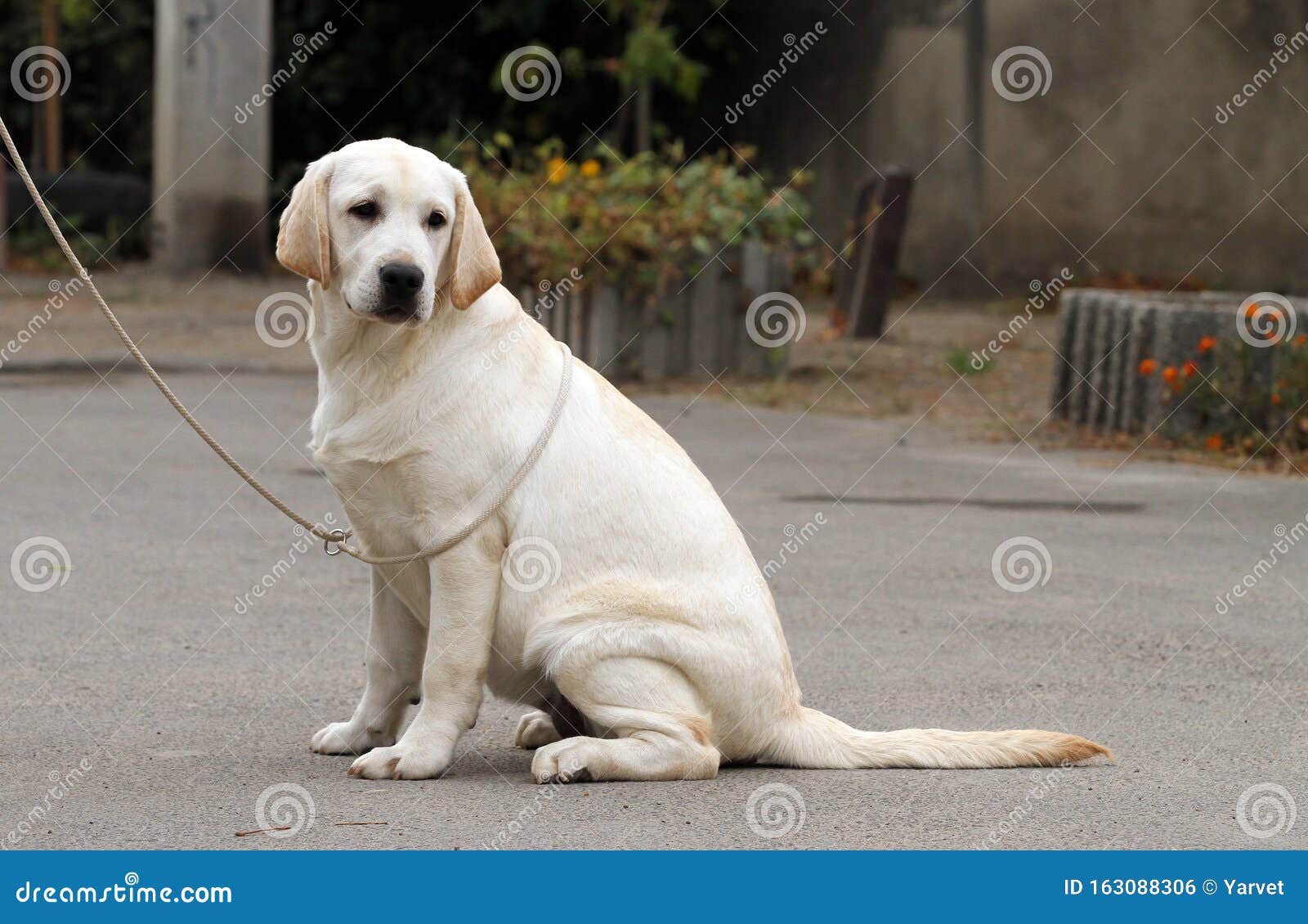 The Sweet Yellow Labrador in the Park Stock Photo - Image of retriever ...