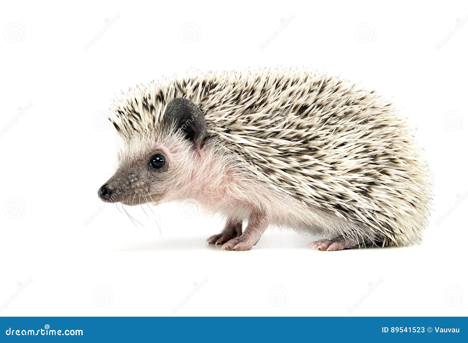 Sweet Young Hedgehog in the White Studio Stock Image - Image of happy ...