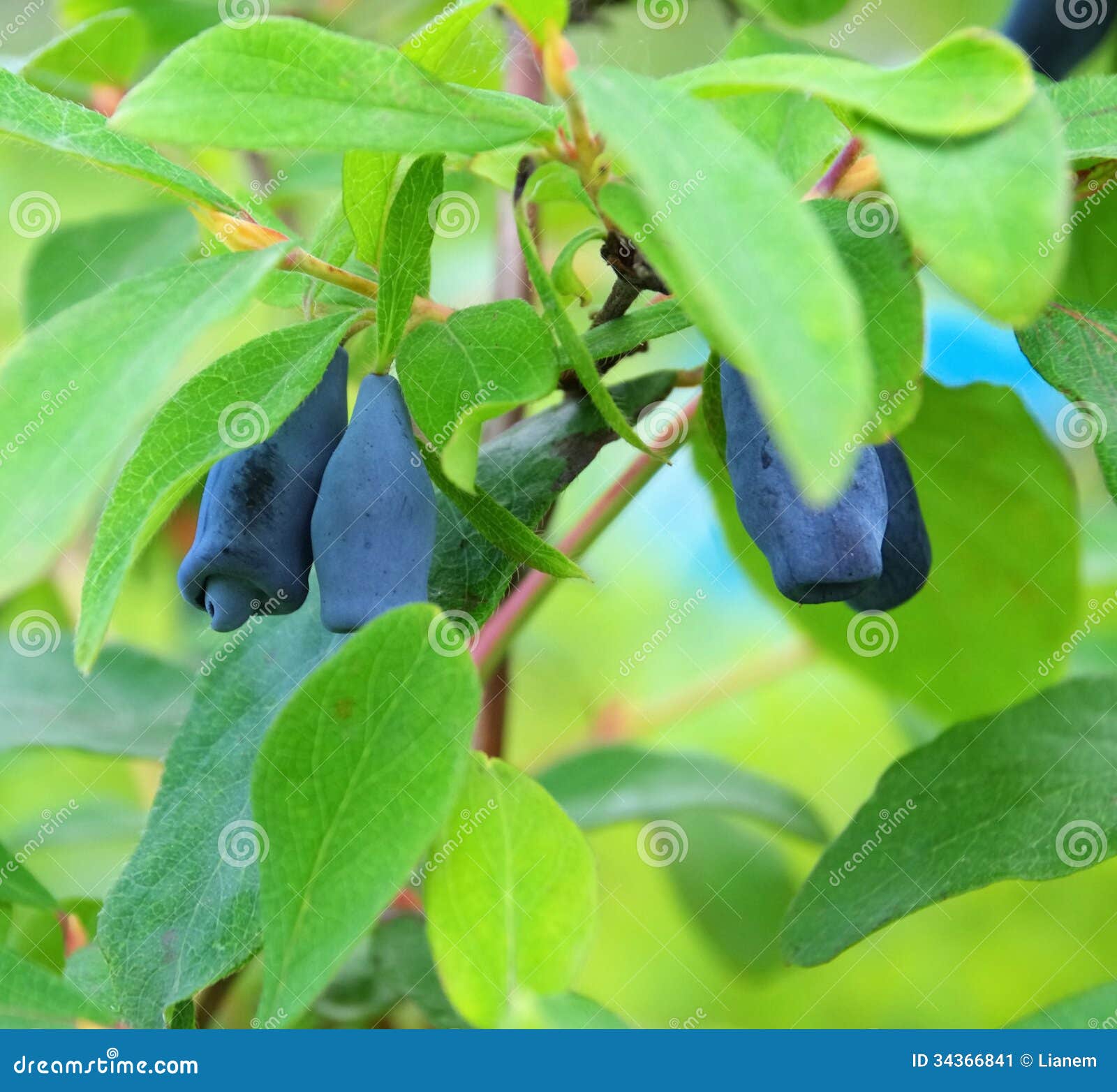 Sweetberry Honeysuckle stock image. Image of nature, berry - 34366841