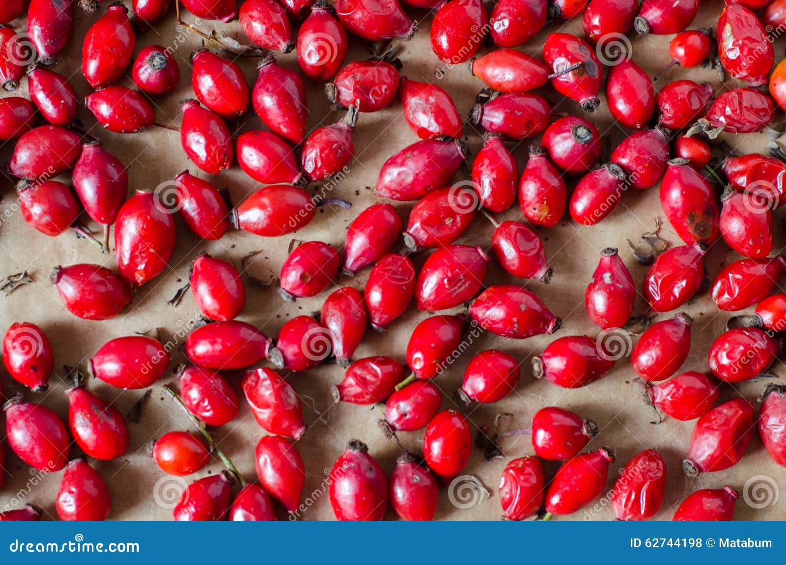 Sweetbrier Berries Red Background Stock Photo - Image of seed, macro ...