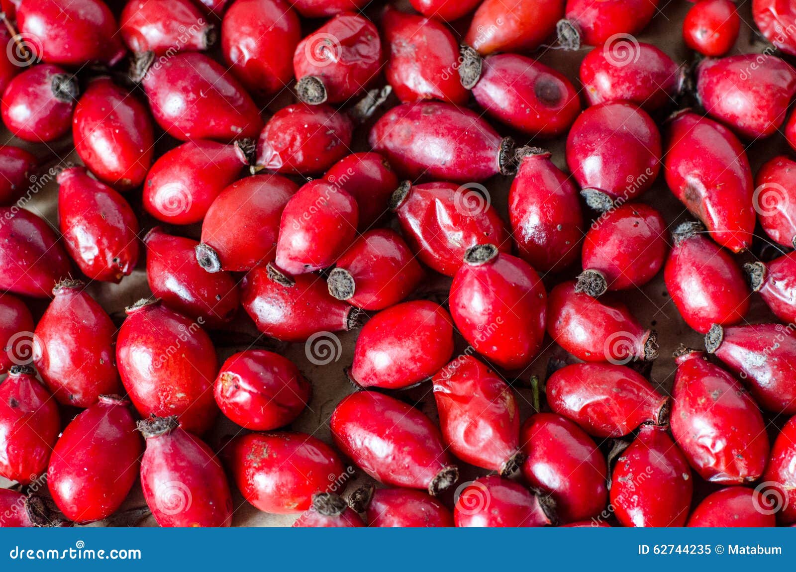 Sweetbrier Berries Red Background Stock Image - Image of color, autumn ...