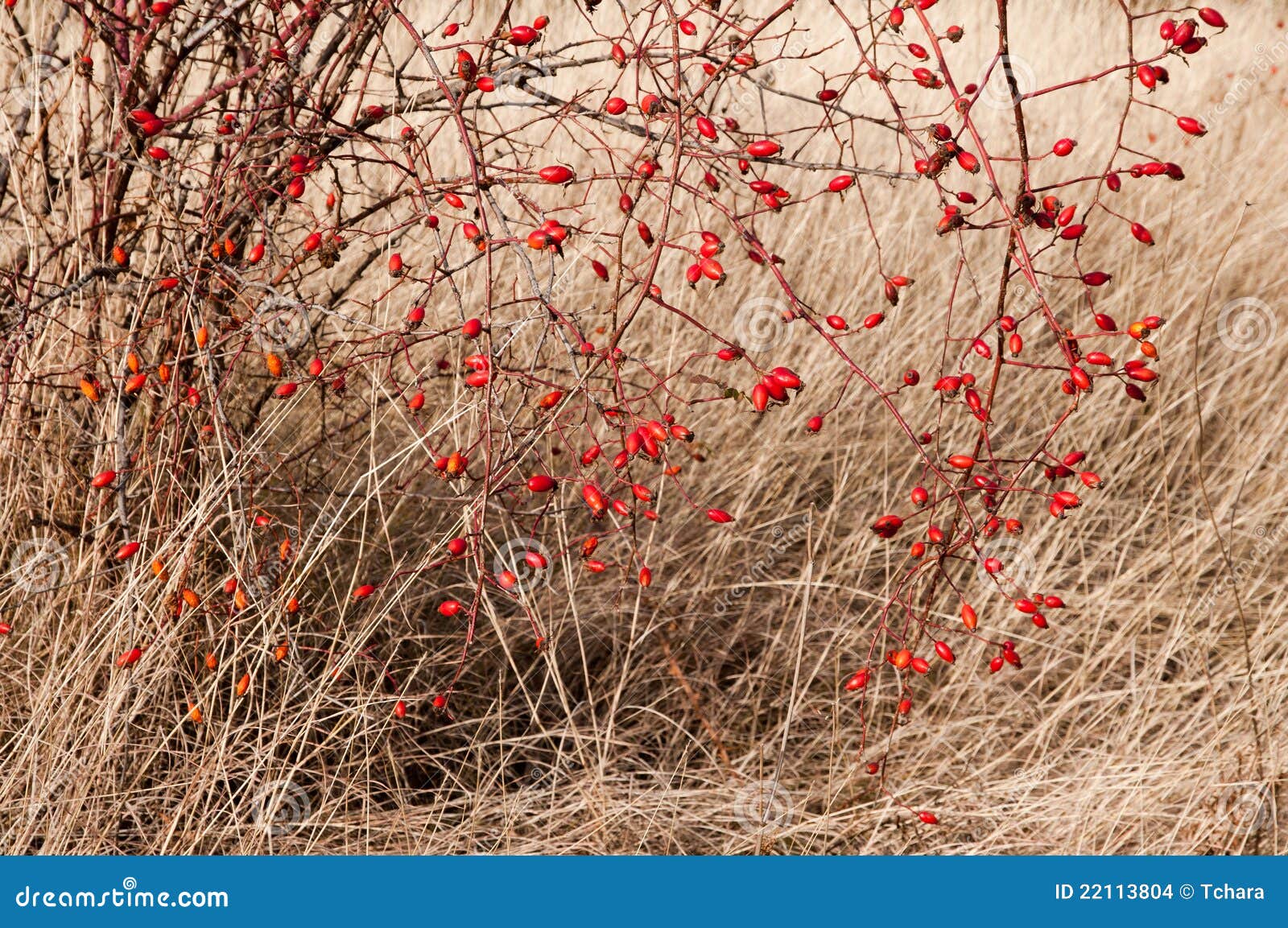 Sweetbrier Rose (Rosa Rubiginosa) Hips Stock Photo - Image of bush ...
