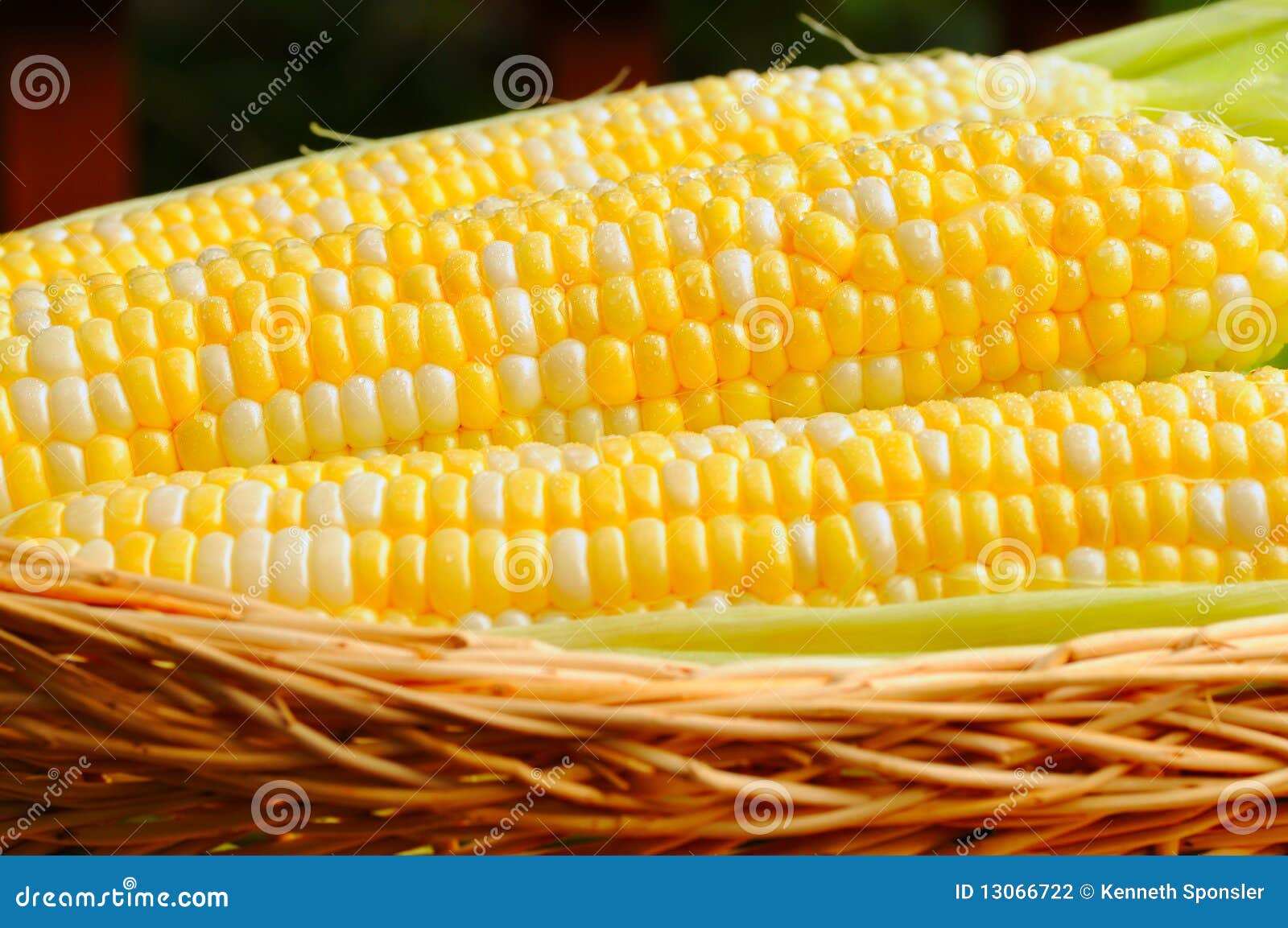 Sweetcorn stock photo. Image of healthy, close, diet - 13066722