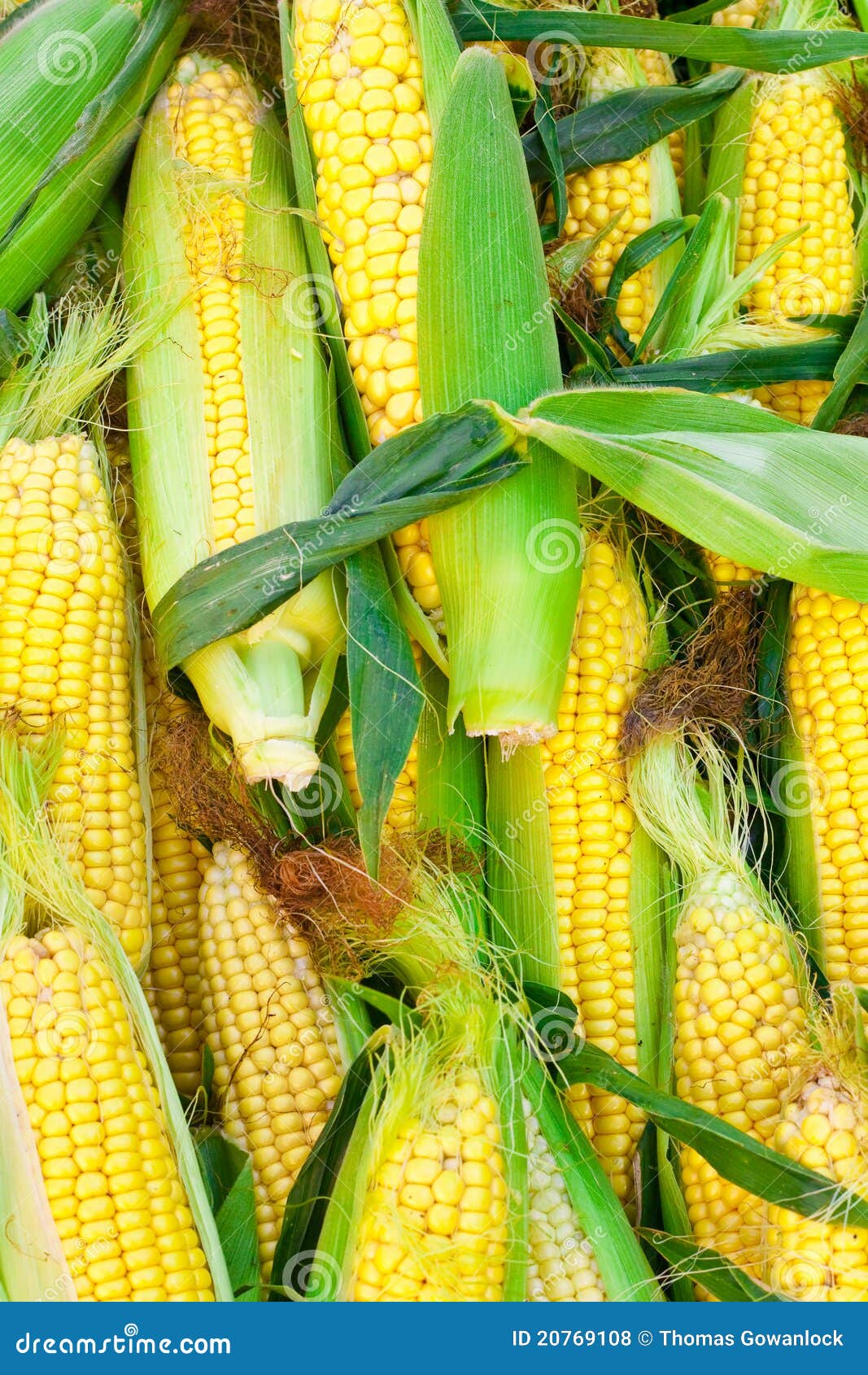 Sweetcorn stock photo. Image of closeup, maze, healthy - 20769108