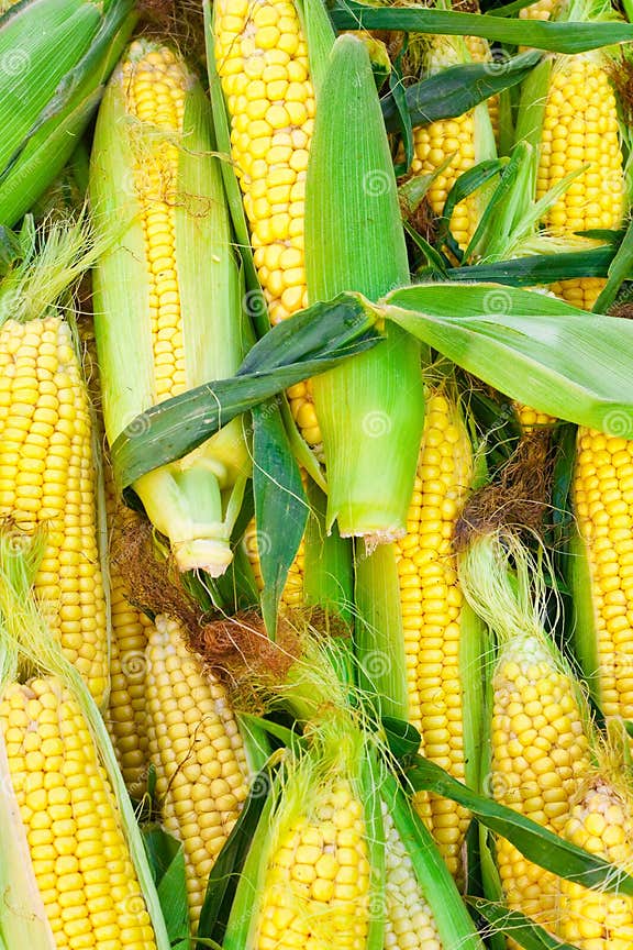 Sweetcorn stock photo. Image of closeup, maze, healthy - 20769108