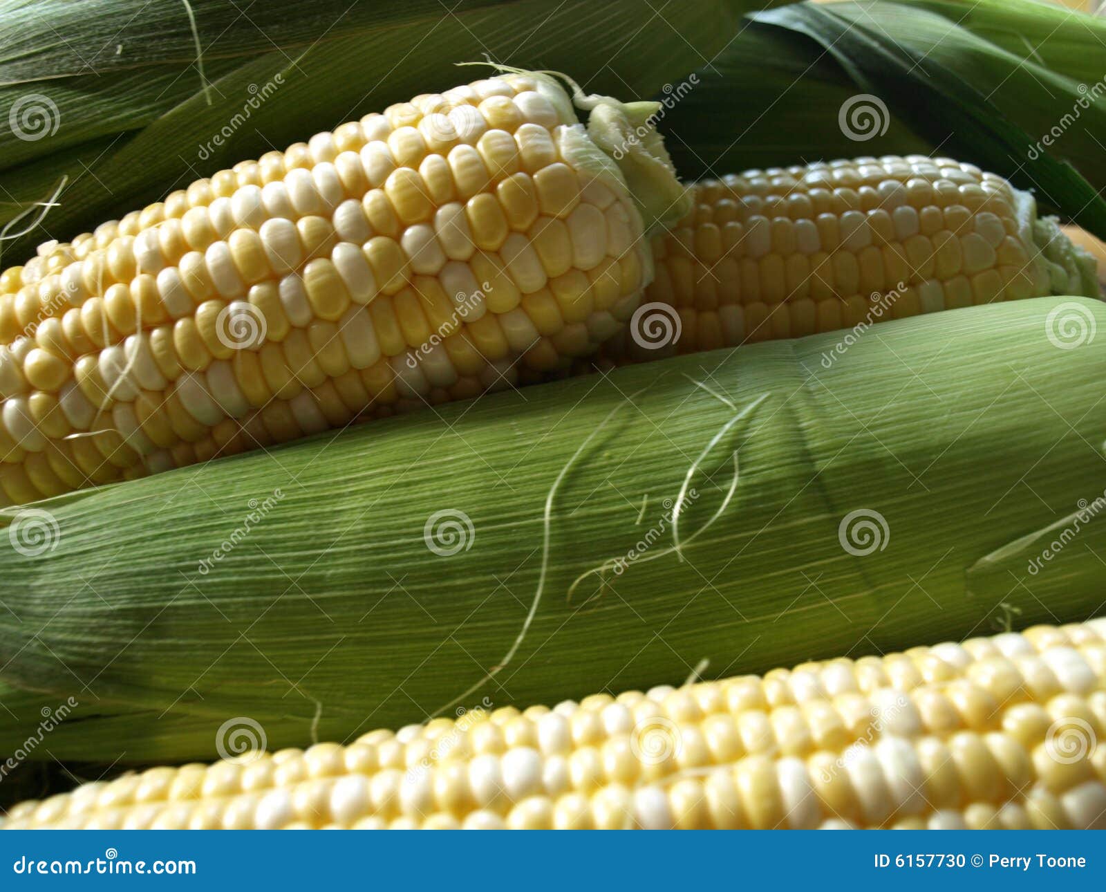 Close Up Of Corn Cobs In A Row Stock Photo | CartoonDealer.com #46044312