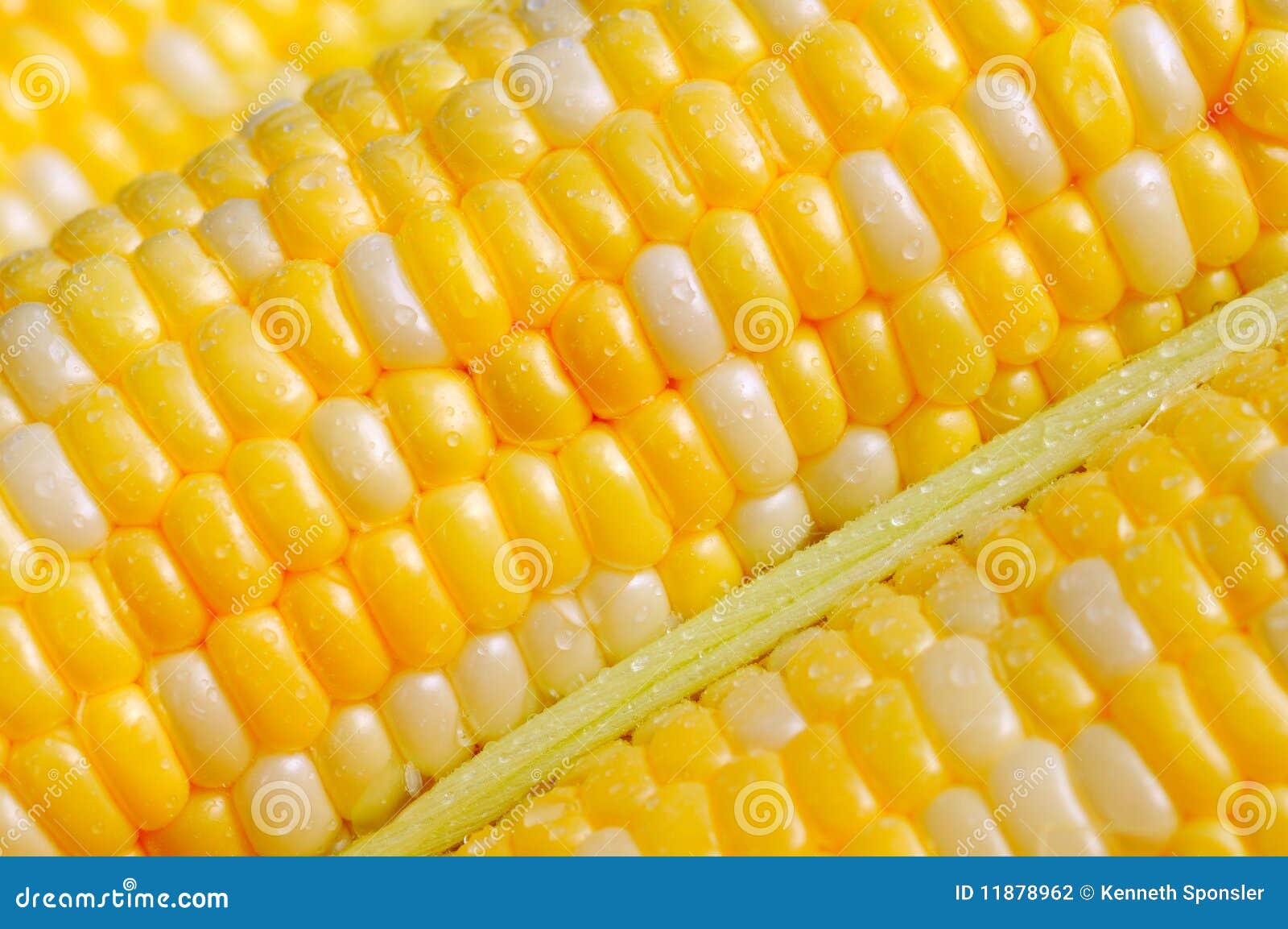 Sweetcorn closeup stock photo. Image of natural, grain - 11878962