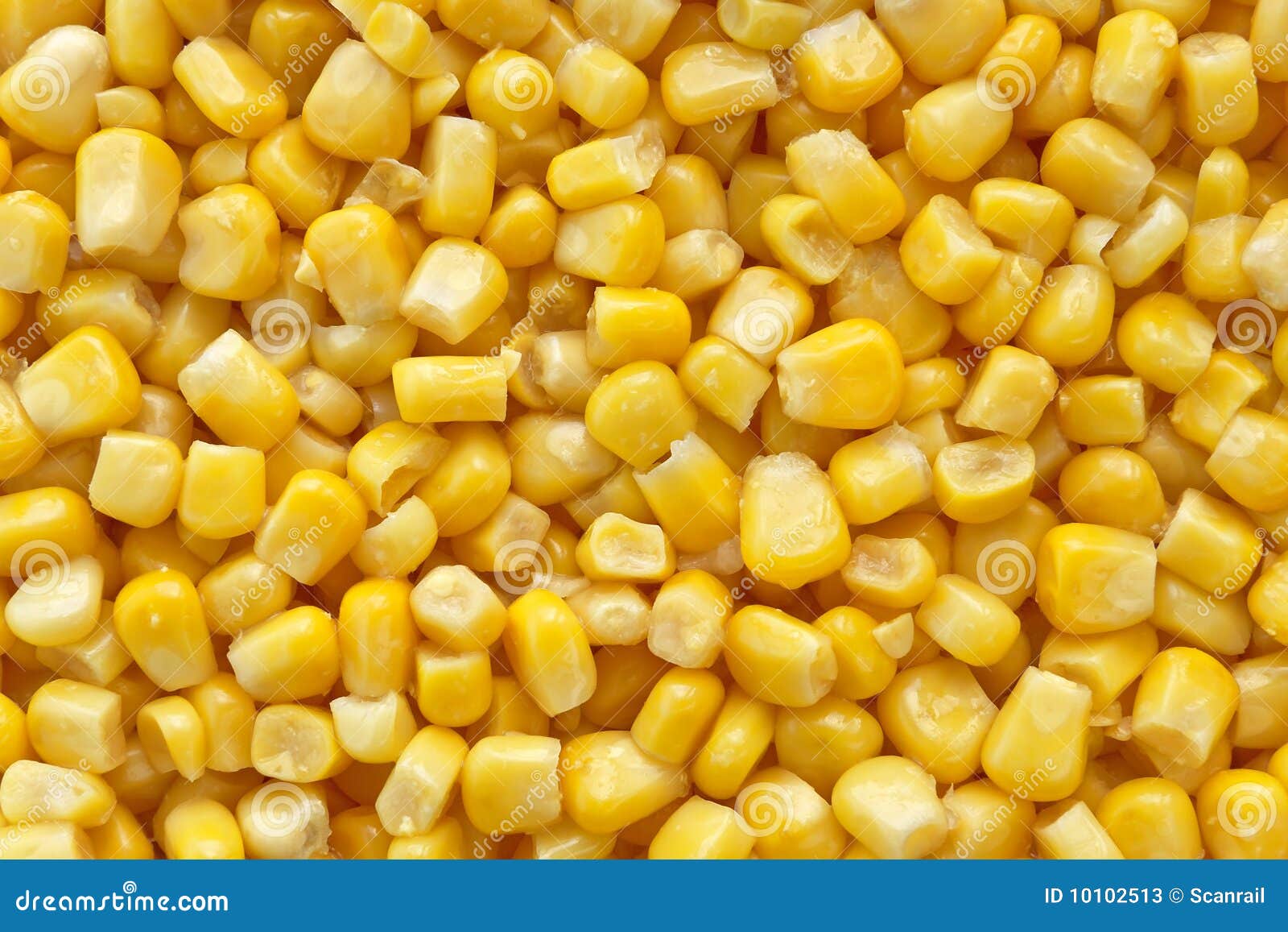 Sweetcorn Closeup Background Stock Image - Image of grain, flora: 10102513