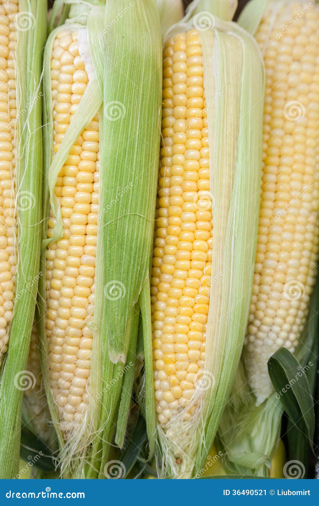 Sweetcorn cob stock image. Image of corncob, leaf, kernels - 36490521