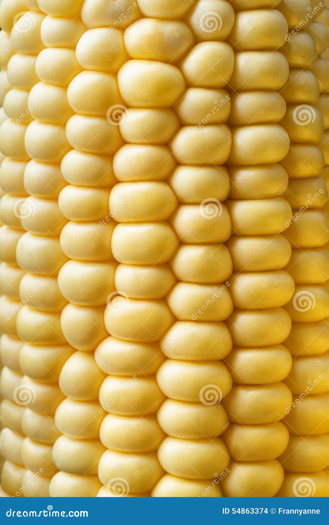 Sweetcorn Cob Close Up stock photo. Image of yellow, grain - 54863374