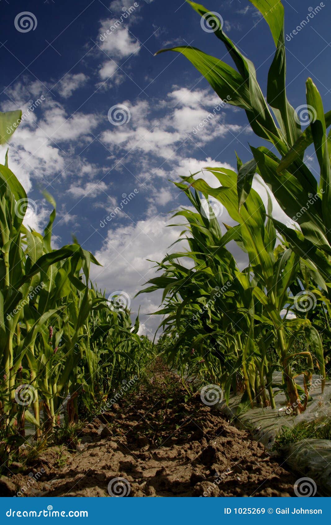 Sweetcorn Field stock image. Image of sweet, field, earth - 1025269