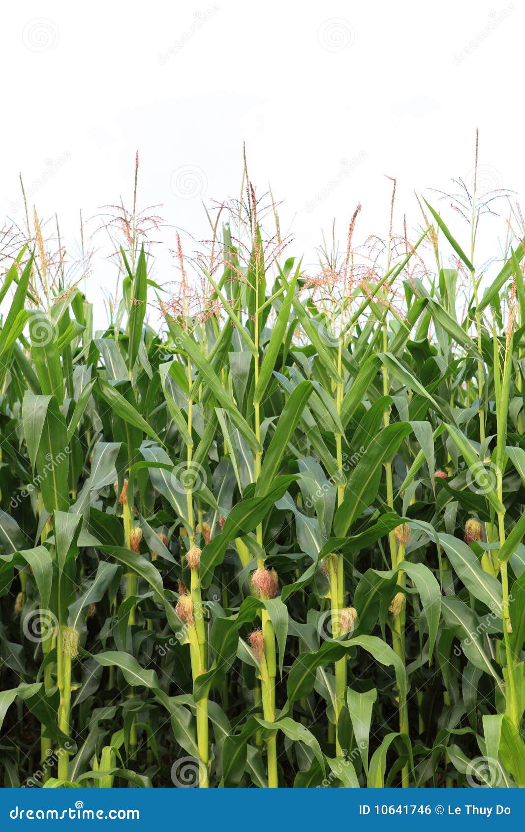 Sweetcorn Field stock photo. Image of summer, grow, outdoors - 10641746