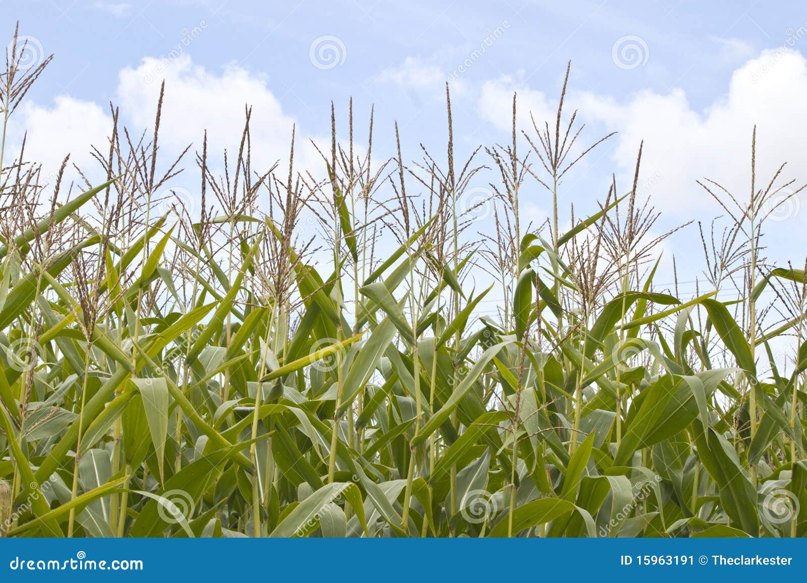 Sweetcorn field stock image. Image of crop, energy, background - 15963191