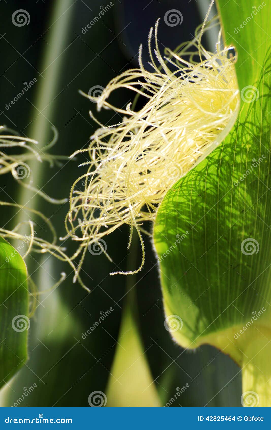 Sweetcorn Growing stock photo. Image of leaves, crop - 42825464