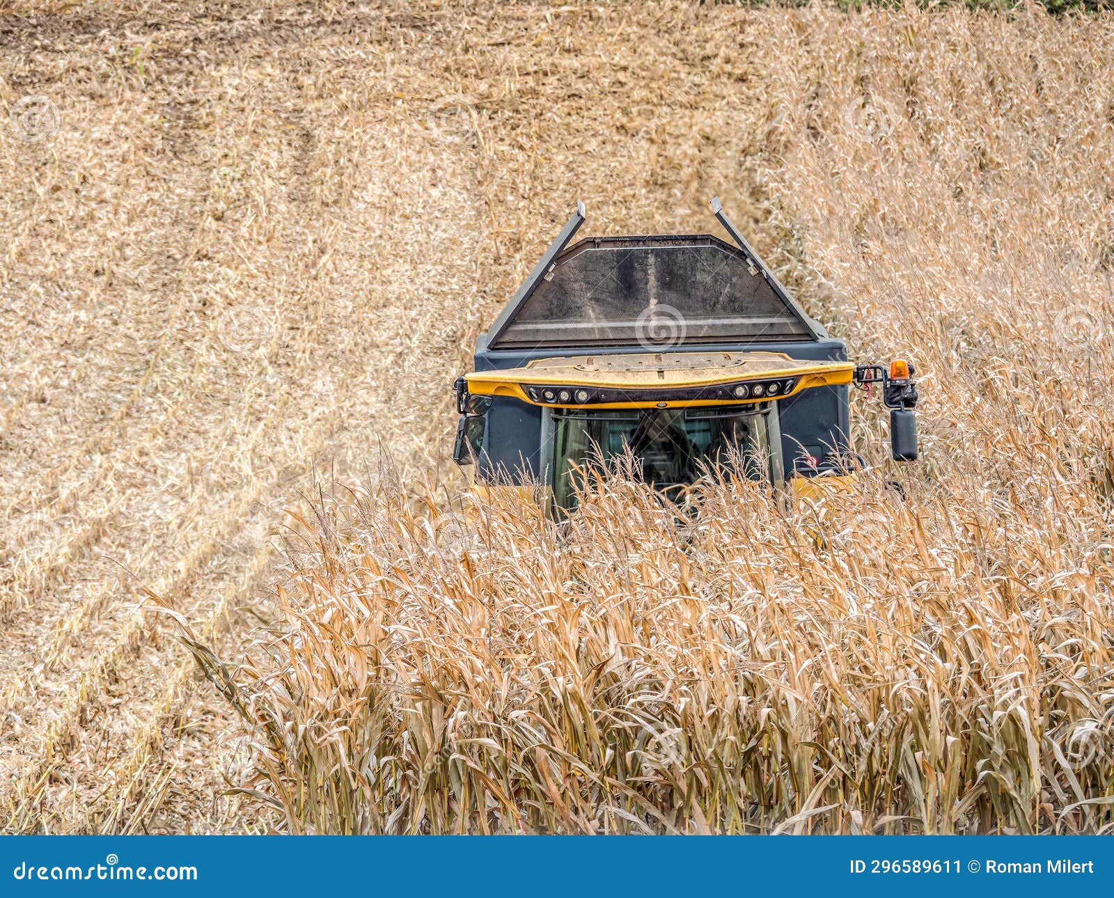 Sweetcorn Harvester at Work Stock Image - Image of summer, rural: 296589611
