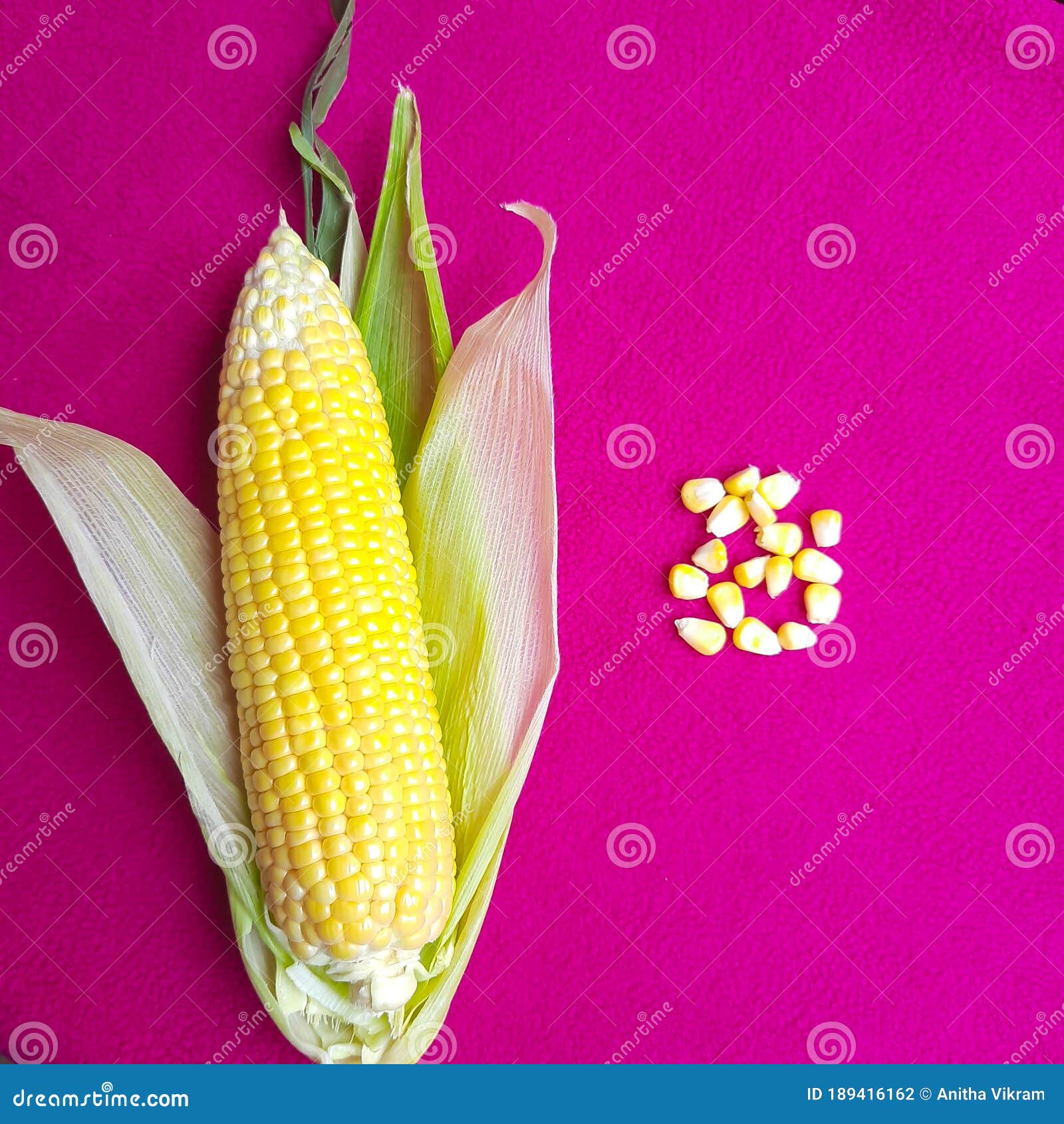 Sweetcorn with Seeds and Its Outer Cover Beautifully Placed in Pink ...