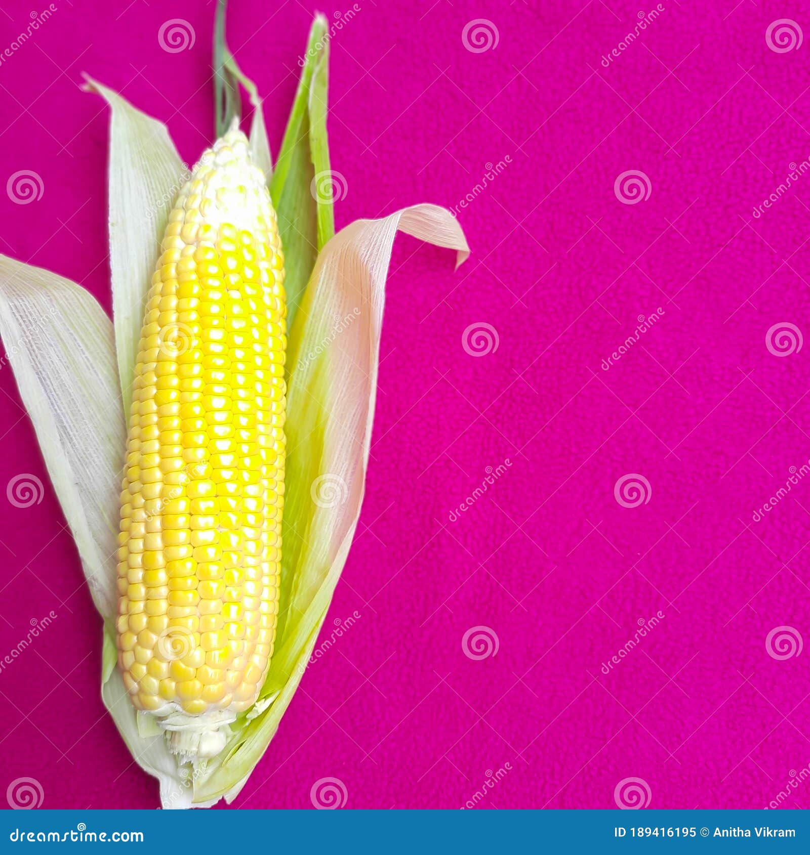 Sweetcorn with Seeds and Its Outer Cover Beautifully Placed in Pink ...