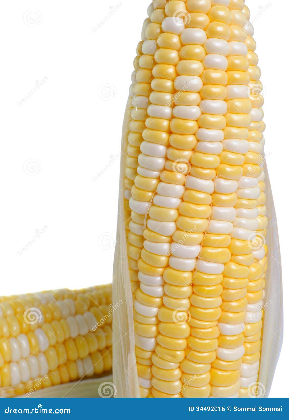 Sweetcorn on White Background Stock Photo - Image of health, closeup ...