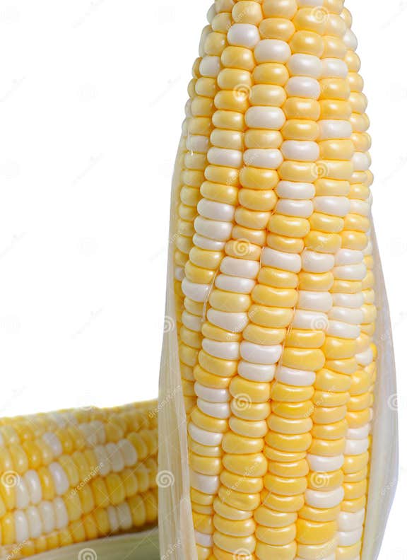 Sweetcorn on White Background Stock Photo - Image of health, closeup ...
