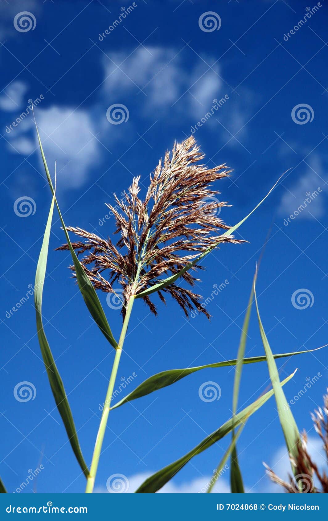 Sweetgrass stock photo. Image of native, kmaq, herb, montana - 7024068