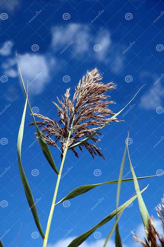 Sweetgrass stock photo. Image of native, kmaq, herb, montana - 7024068