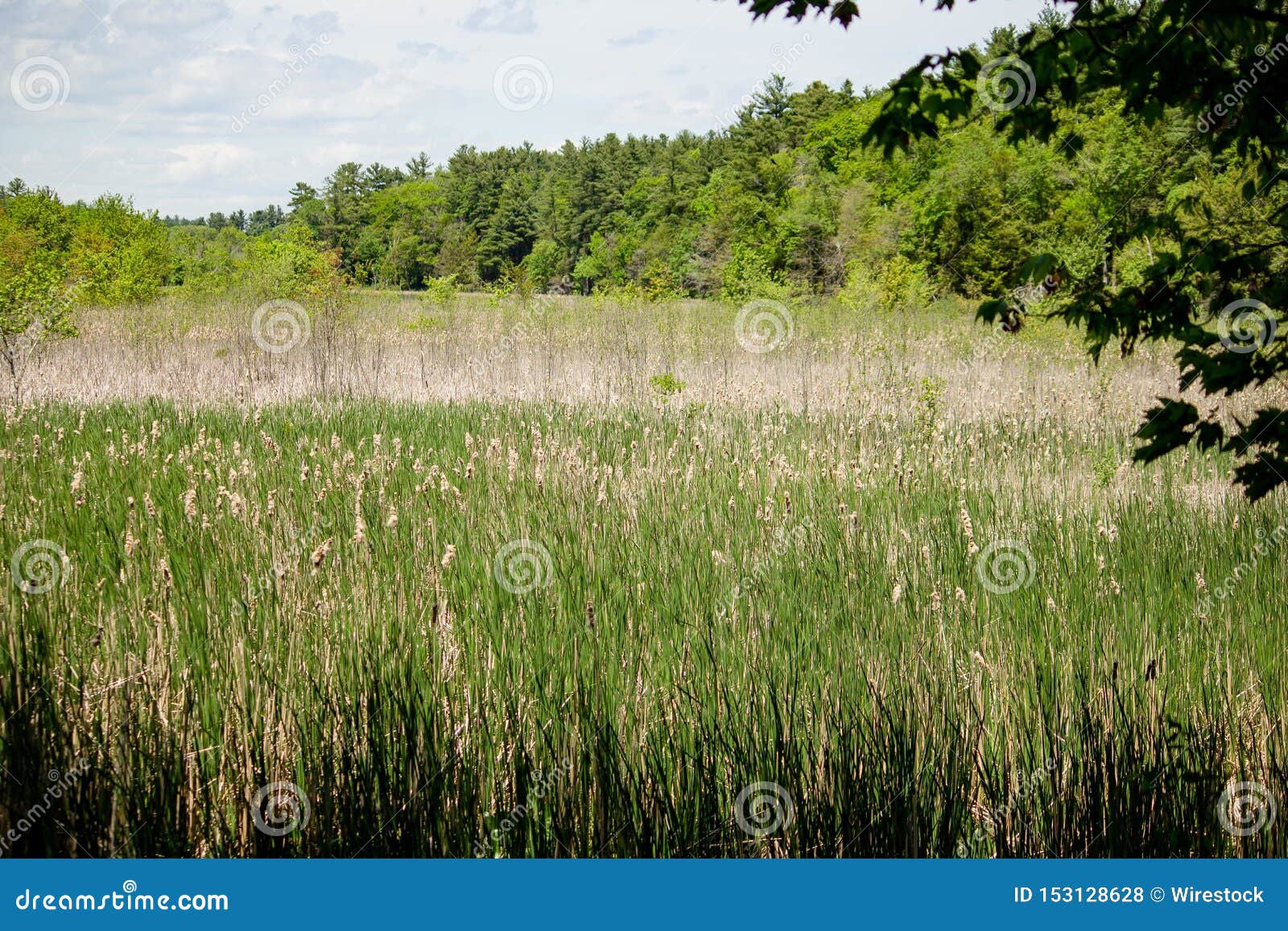 Sweetgrass Field with Forest in the Background Stock Photo - Image of ...