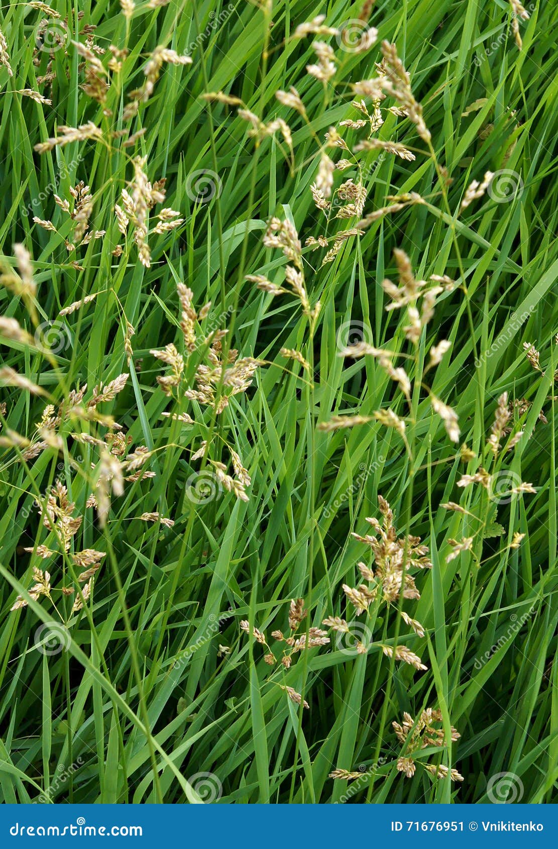 Sweetgrass in the spring stock image. Image of chaos - 71676951