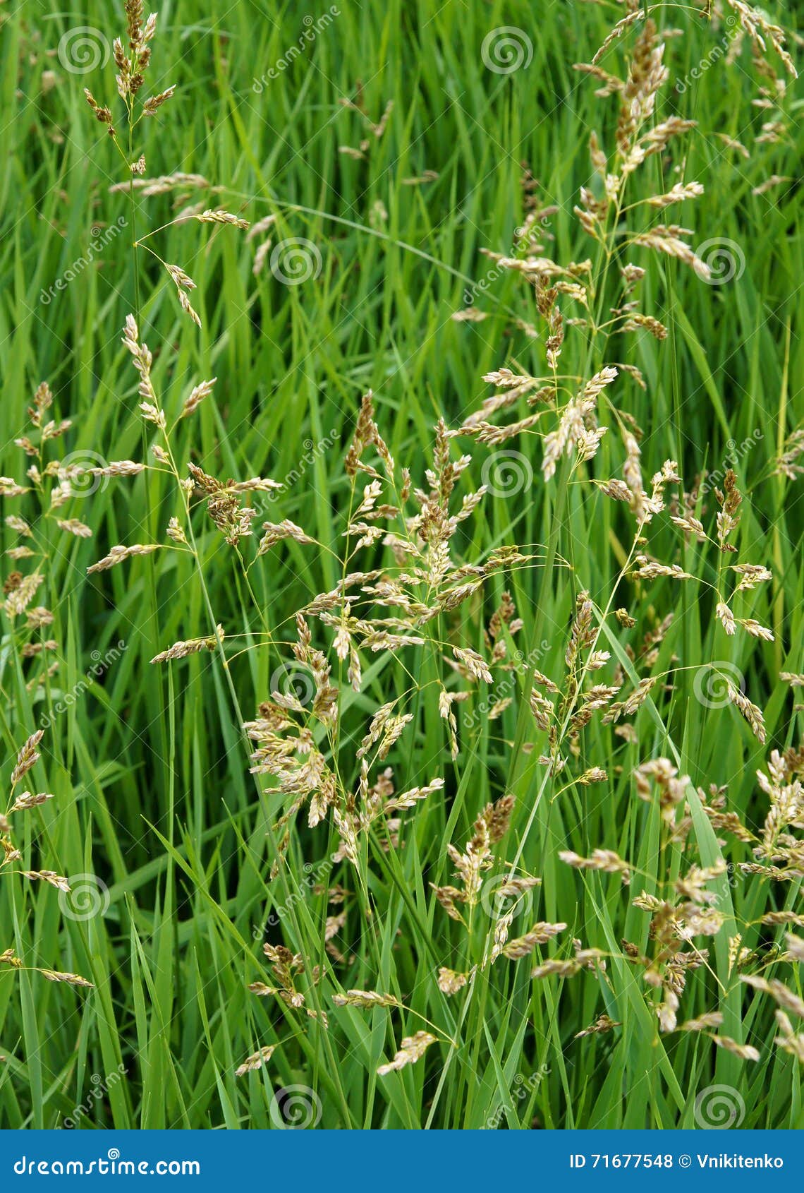 Sweetgrass in the spring stock photo. Image of medicinal - 71677548