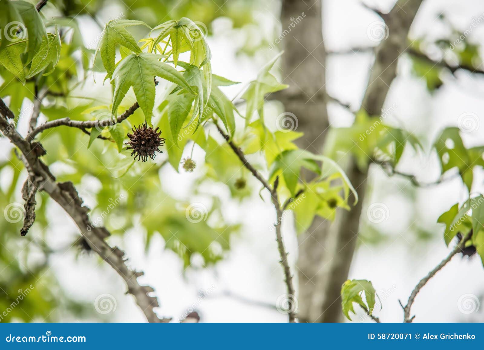 Sweetgum Tree Branch ( Liquidambar Styraciflua) Stock Image - Image of ...
