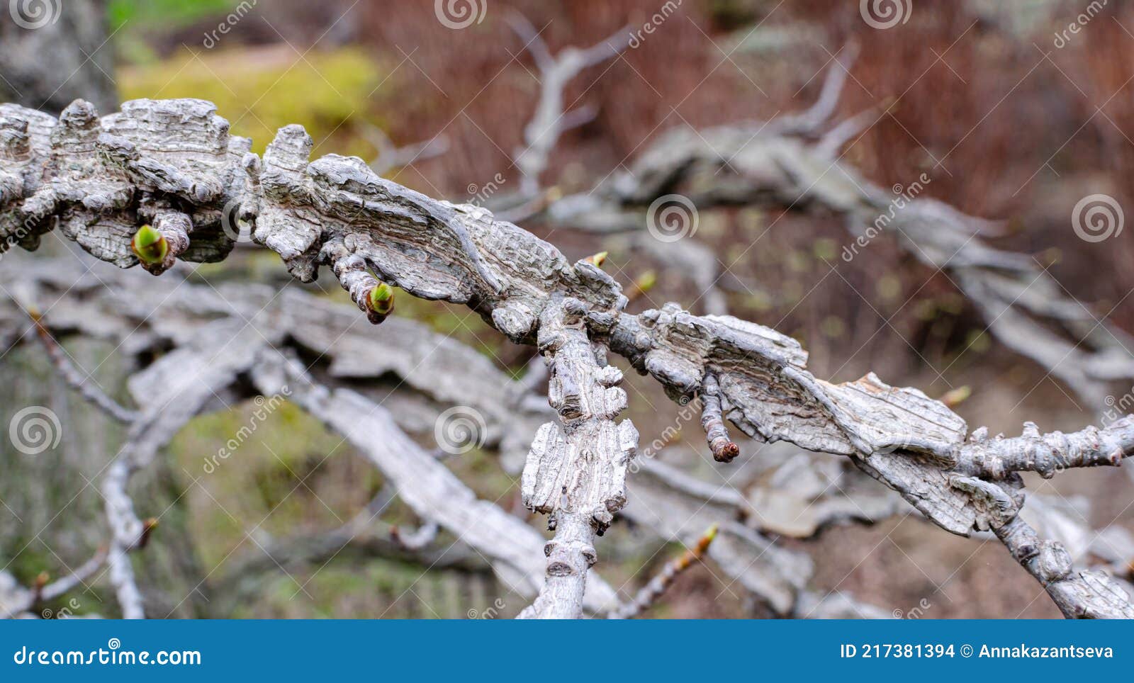 Sweetgum Tree Liquidambar Styraciflua in Spring without Leaves. Unusual ...