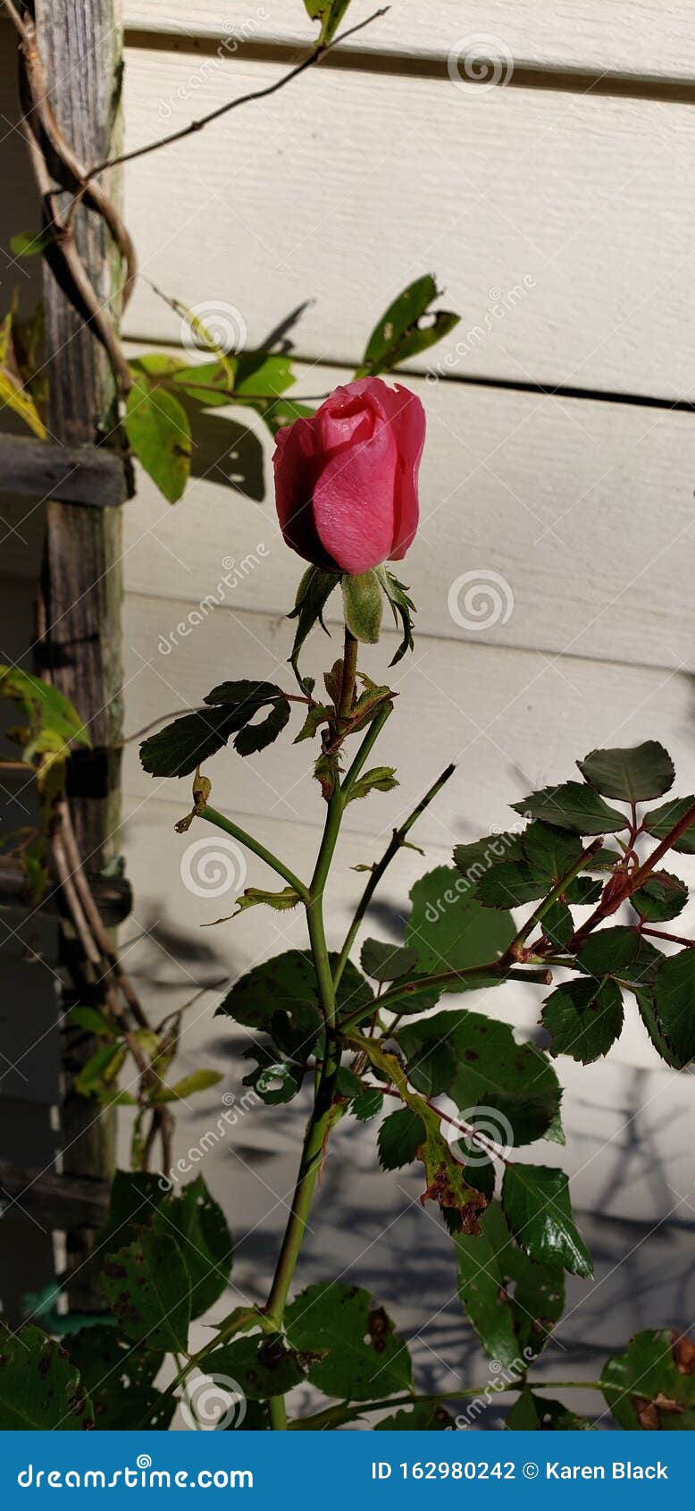 Sweetheart Rose stock photo. Image of flowers, sweetheart - 162980242