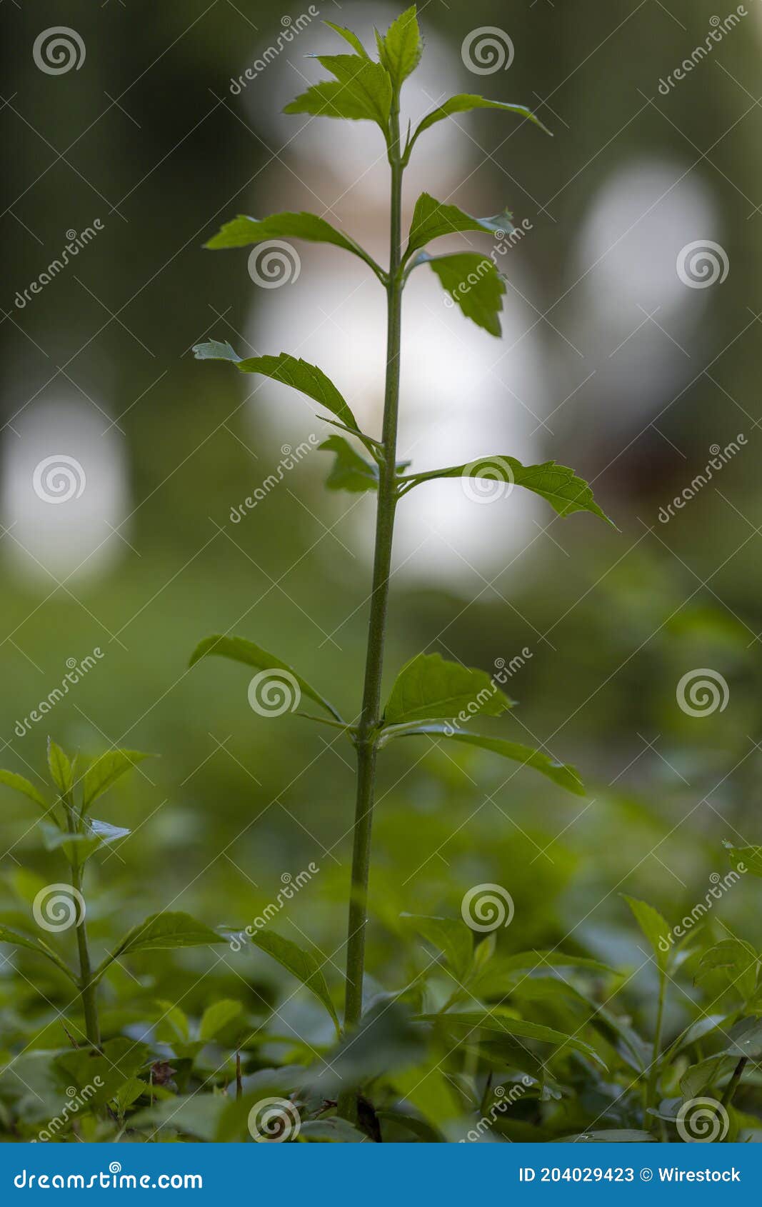 Closeup of a candyleaf stock image. Image of - 204029423