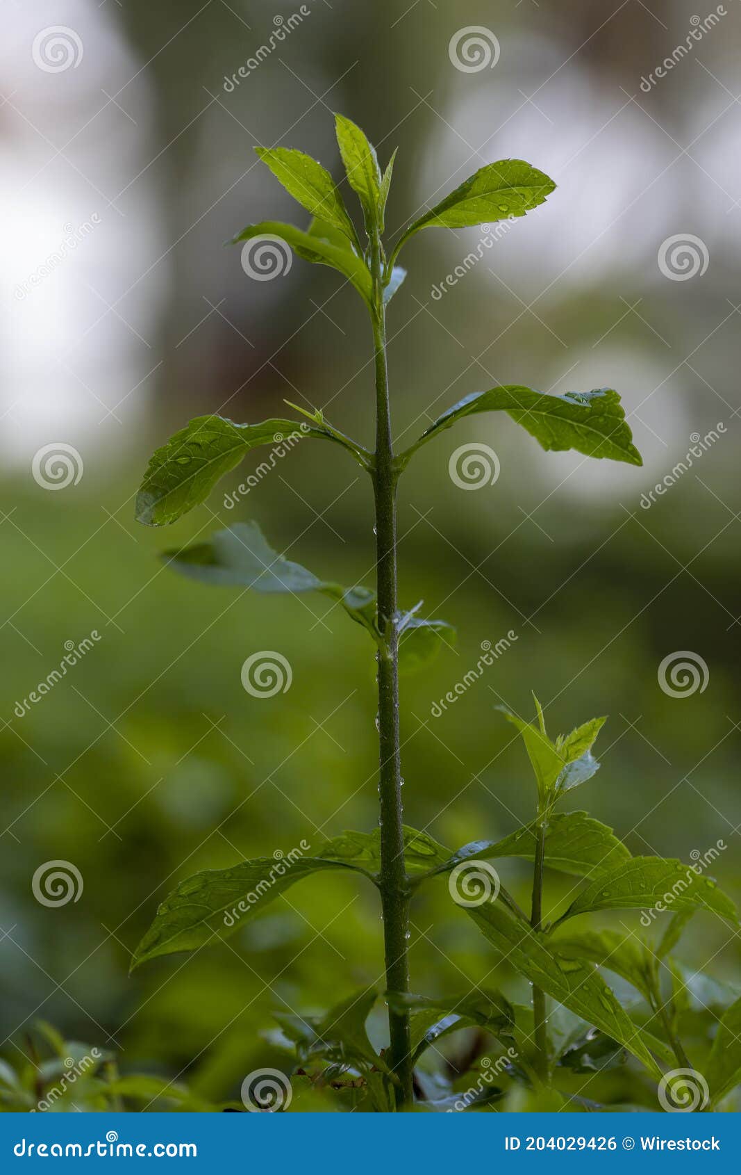 Closeup of a candyleaf stock photo. Image of - 204029426